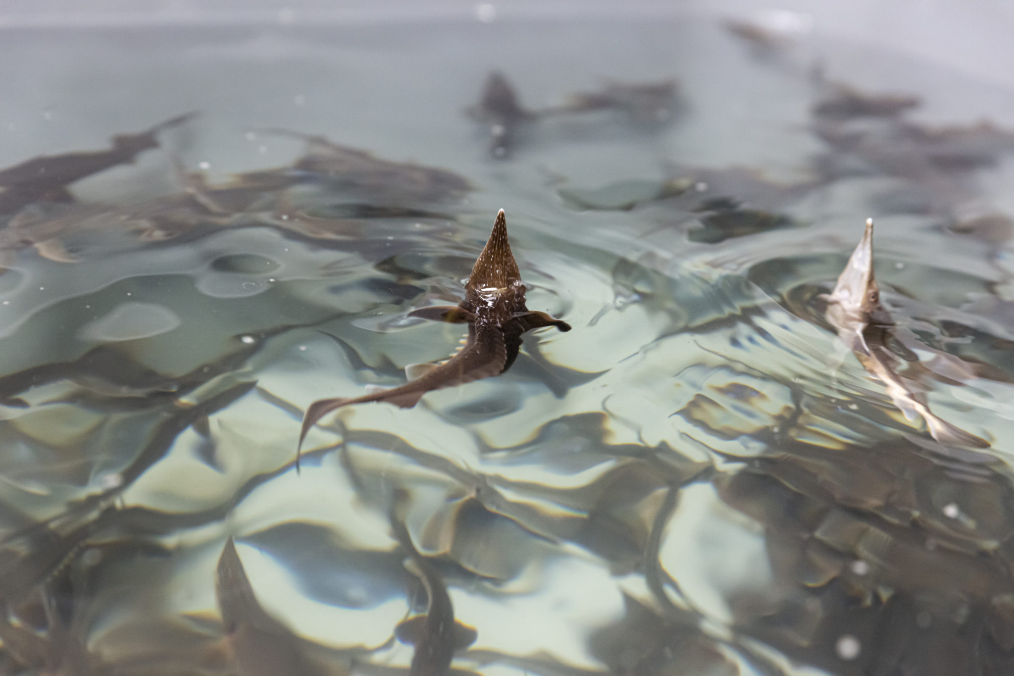 Caviar Perlita s’engage pour le bien-être des poissons - Caviar Perlita